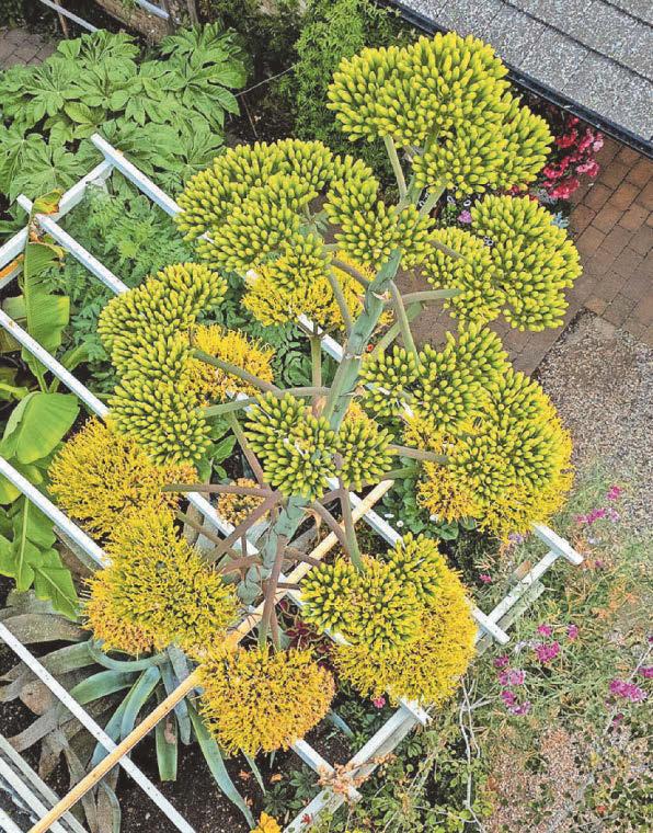 25-year wait over as Tony's giant agave plant finally flowers for one ...