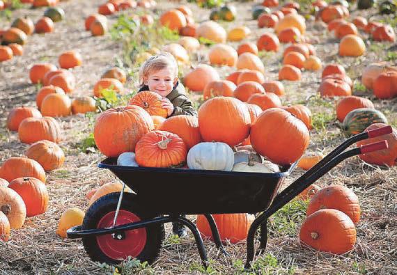 Where to go pumpkin picking | Cambridge News - newspaper - Read this ...