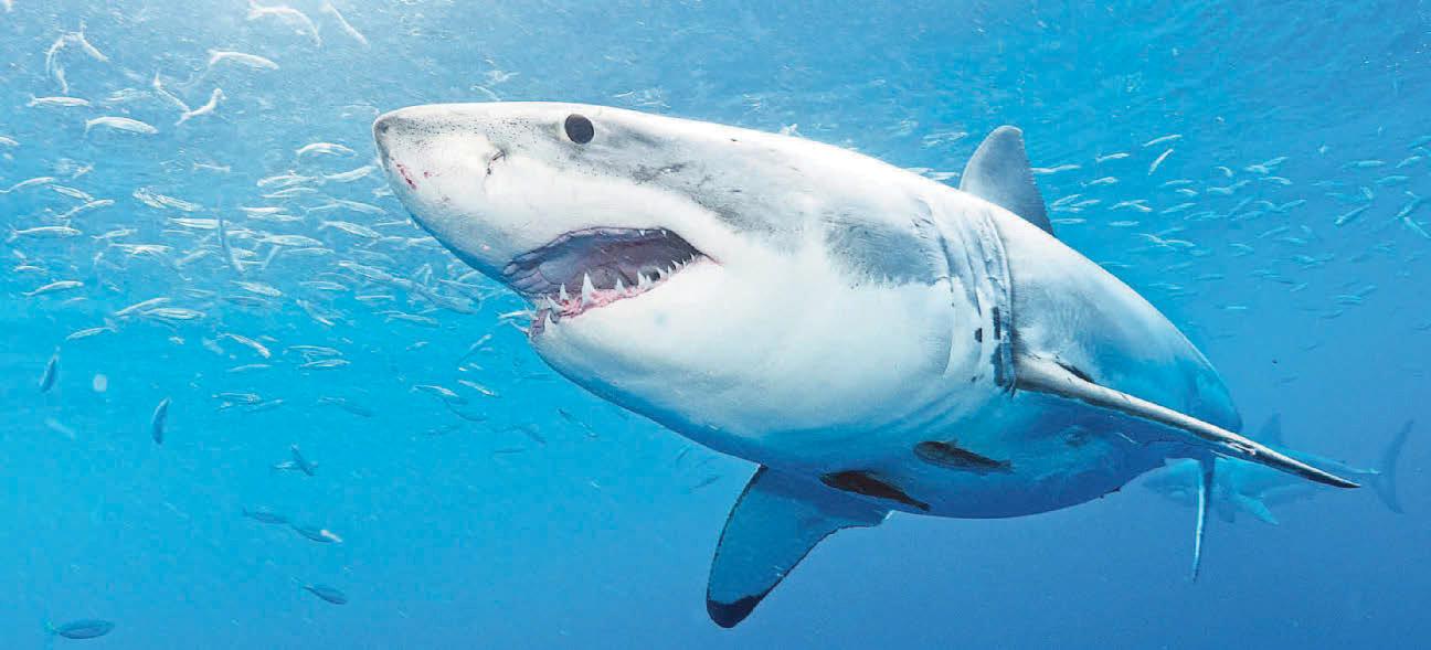 Shark month 'bigger and better' | Western Morning News - newspaper ...