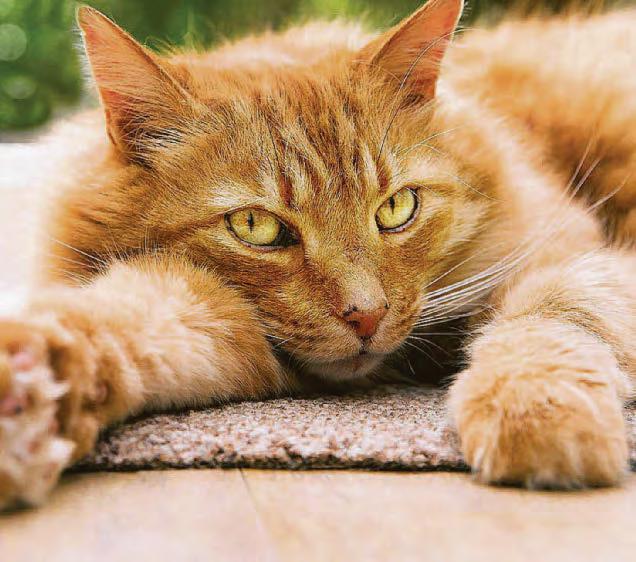 How can we spot cat flu? | Liverpool Echo - newspaper - Read this story ...
