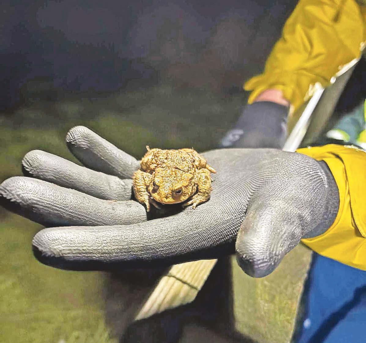 A helping hand: group have saved over 1,600 toads | The Journal ...