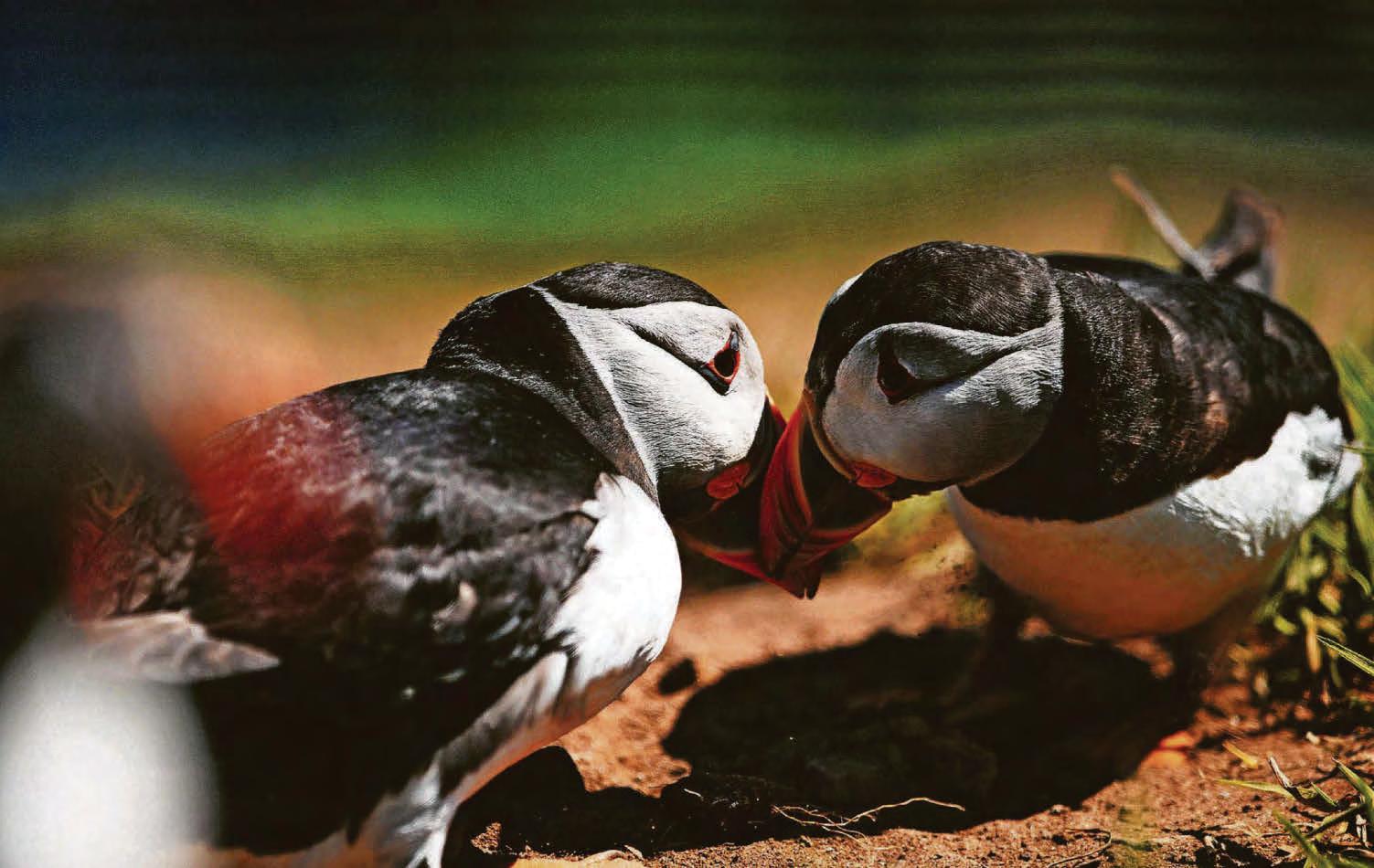 Puffins in record numbers on tiny island amid global decline | Western ...