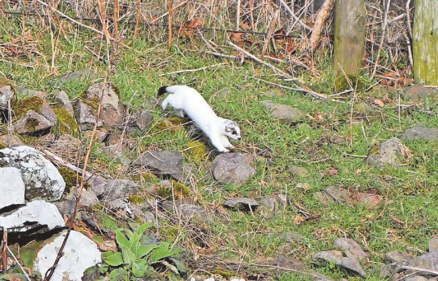 Rare sighting of ermine stoat is captured in national park | Sunday Sun ...