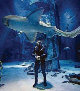 Snakes, sharks, sneaky hippos... wildlife is my safe space | Derby ...