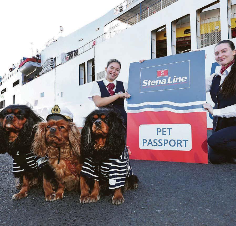 IT'S FURRY WELL DONE BY STENA | Irish Daily Mirror - newspaper - Read ...