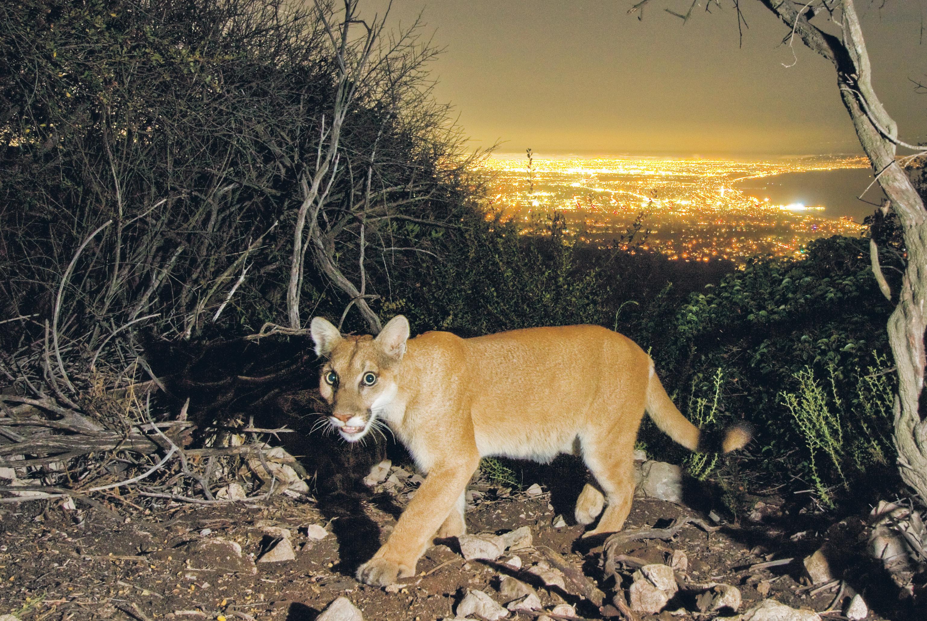 Life or death Fire spells disaster and opportunity for California's ...