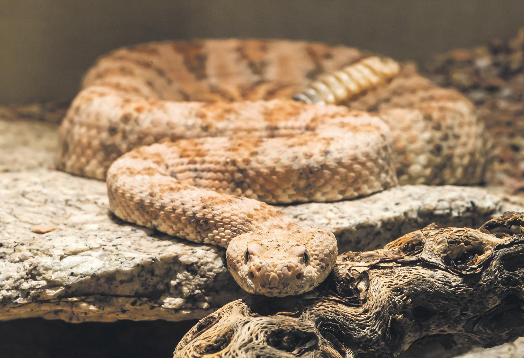 Rattlesnake venom brings surprising new evidence on evolution | The ...