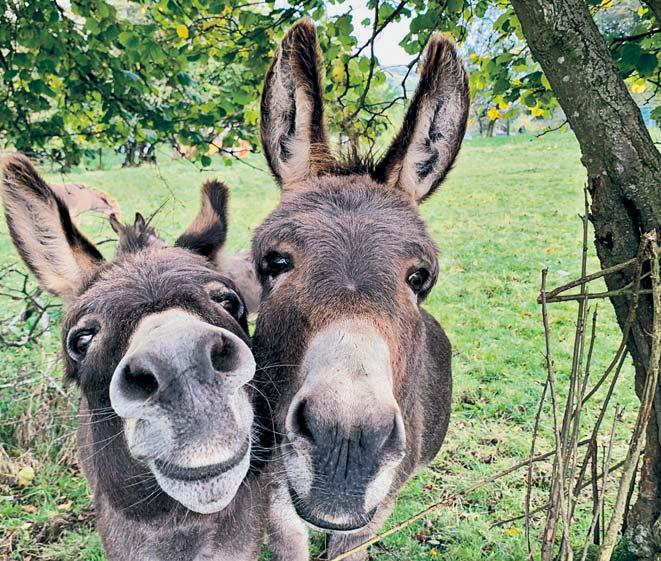 Donkey work The rise of emotional support animals | The Guardian ...