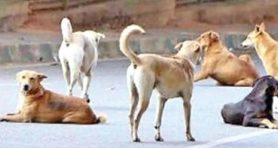 STRAY DOG MENACE RETURNS DESPITE KERALA'S VACCINATION DRIVE