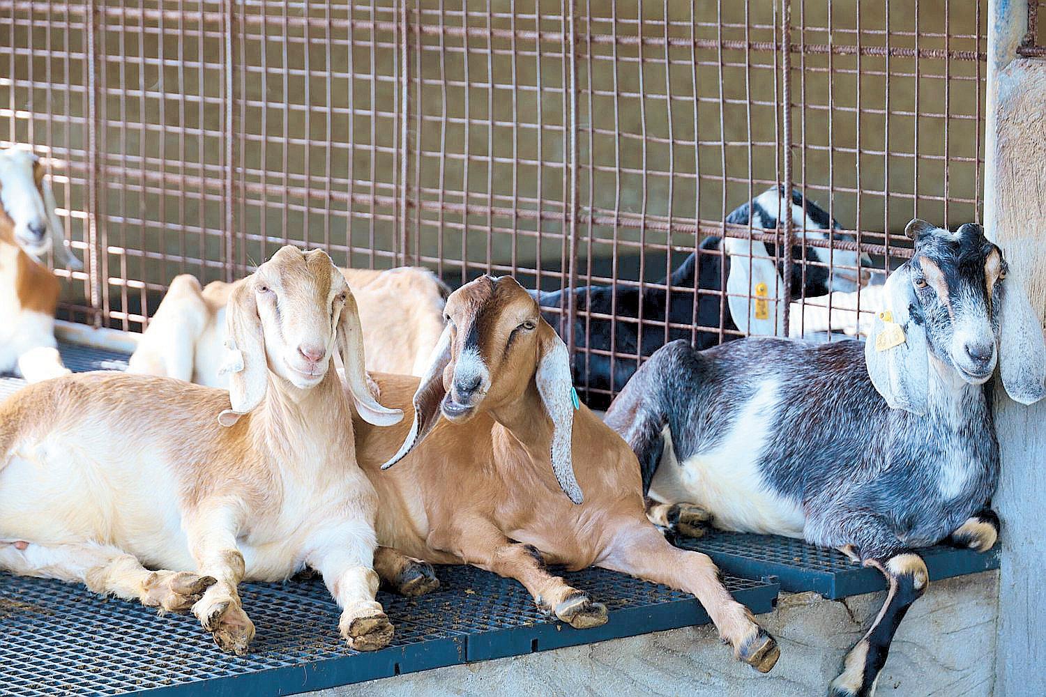 State audit spurs review of ill-funded goat breeding drive | The ...