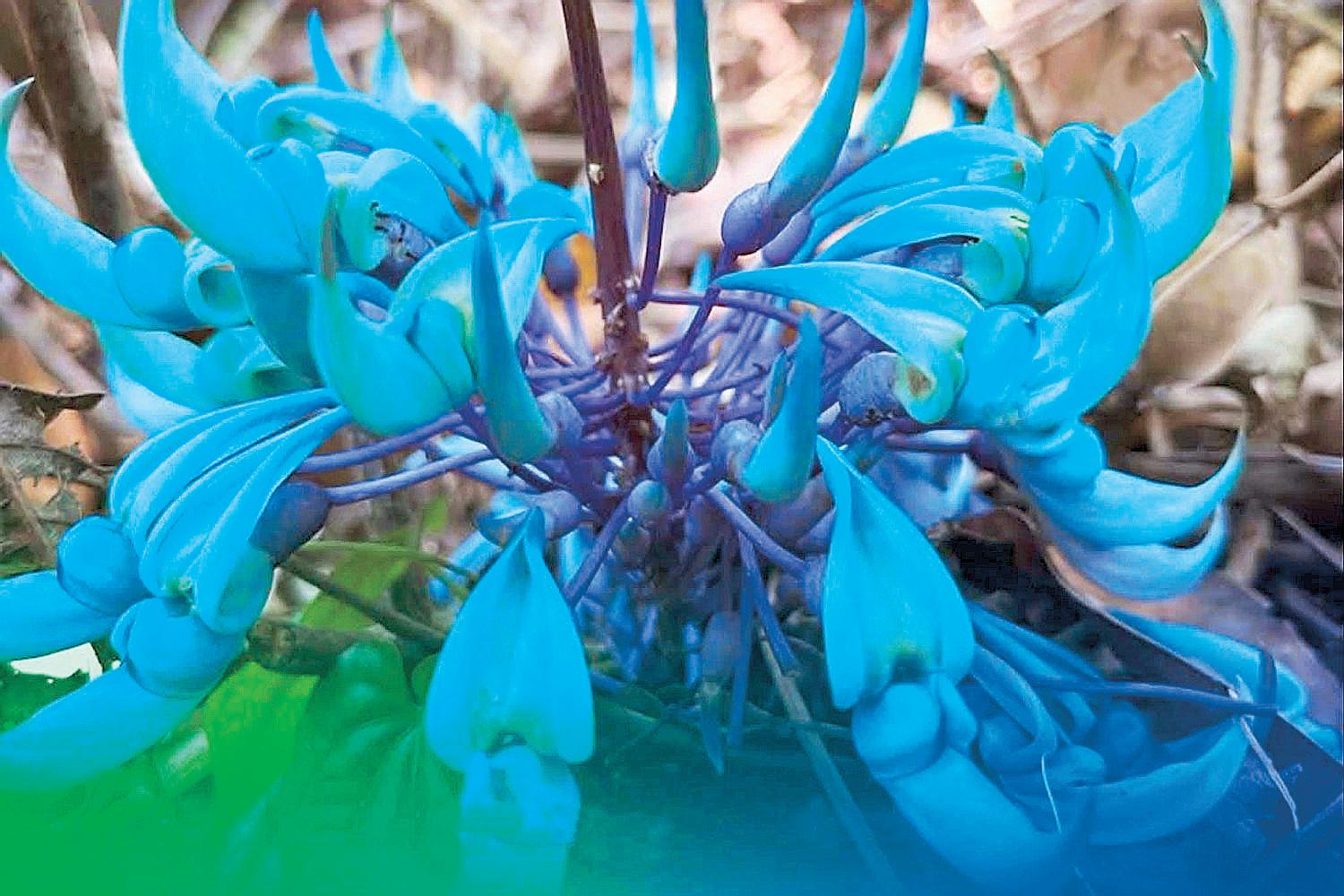Rare jade vine discovery bares Cagayan forests' health | The Philippine ...