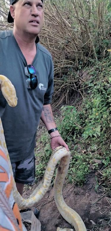 Catcher and daughter heartbroken after Burmese python bludgeoned to ...