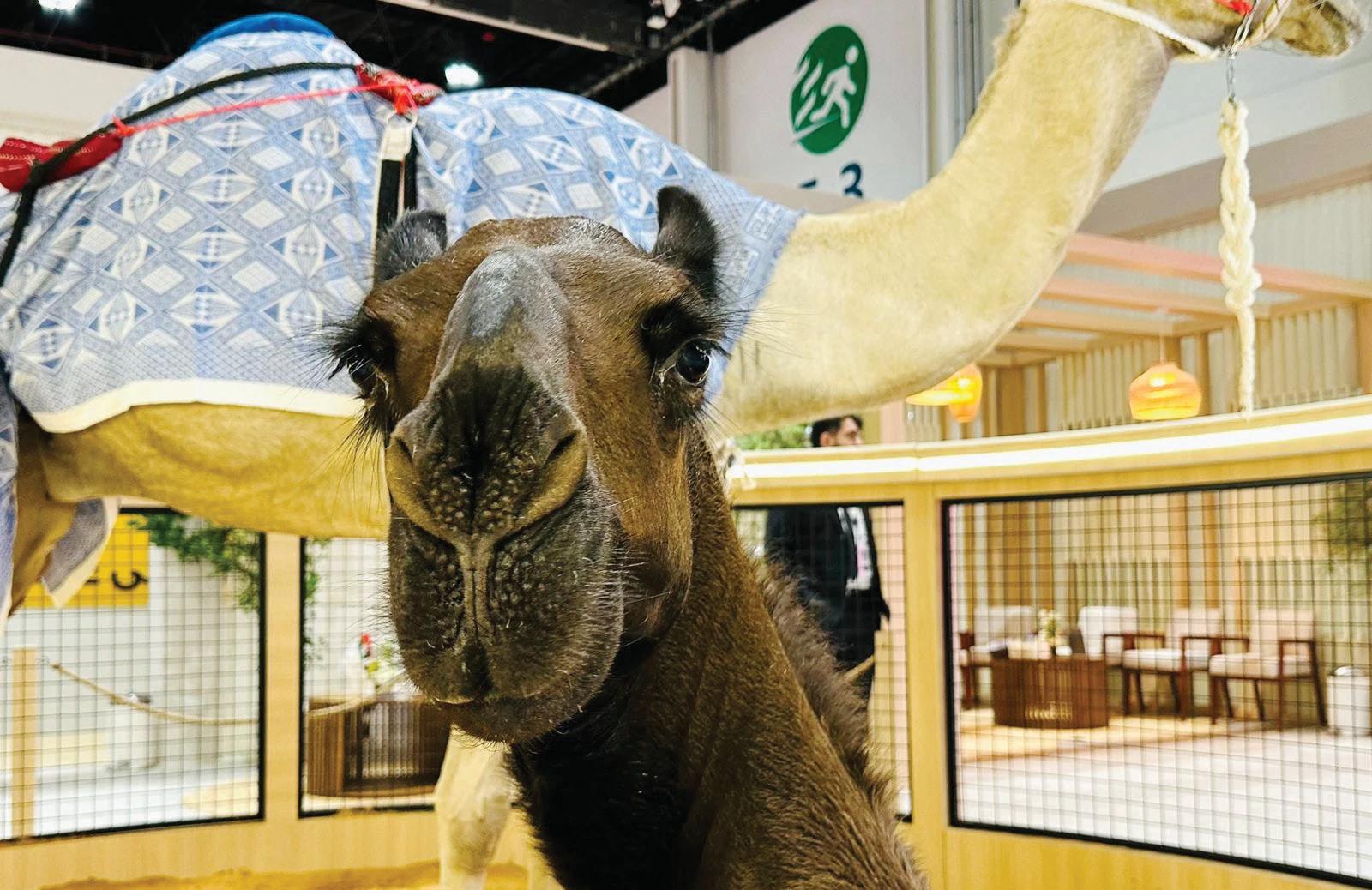 Cloned descendants of legendary UAE camel wow crowds at Adihex ...