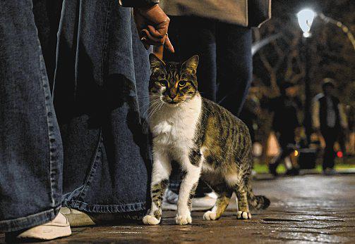 Cats seem to meow harder to get a man's attention, study suggests | The ...