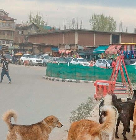 Srinagar's Animal Birth Control Program hits roadblock | Greater ...