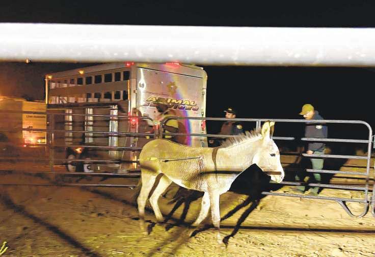 Cupid the burro shot by arrow in latest bow attack | Los Angeles Times ...