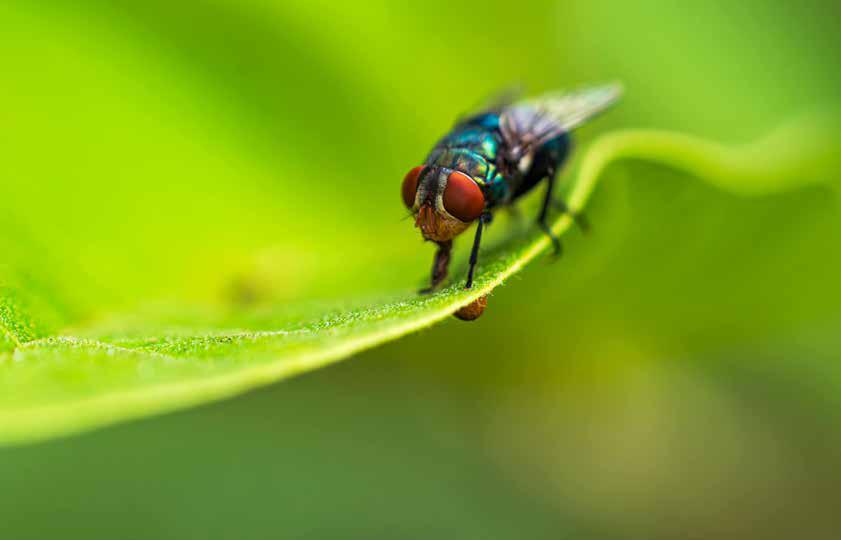 How Close Should You Get to a Subject? Ethics in Macro | Asian ...