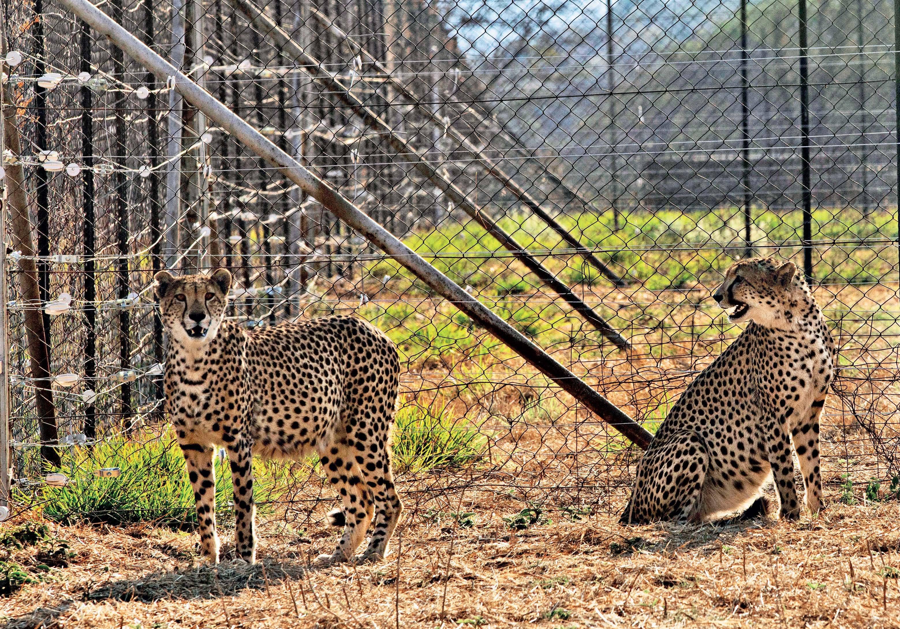 Return Of The Cheetah | India Today - news - Read this story on Magzter.com