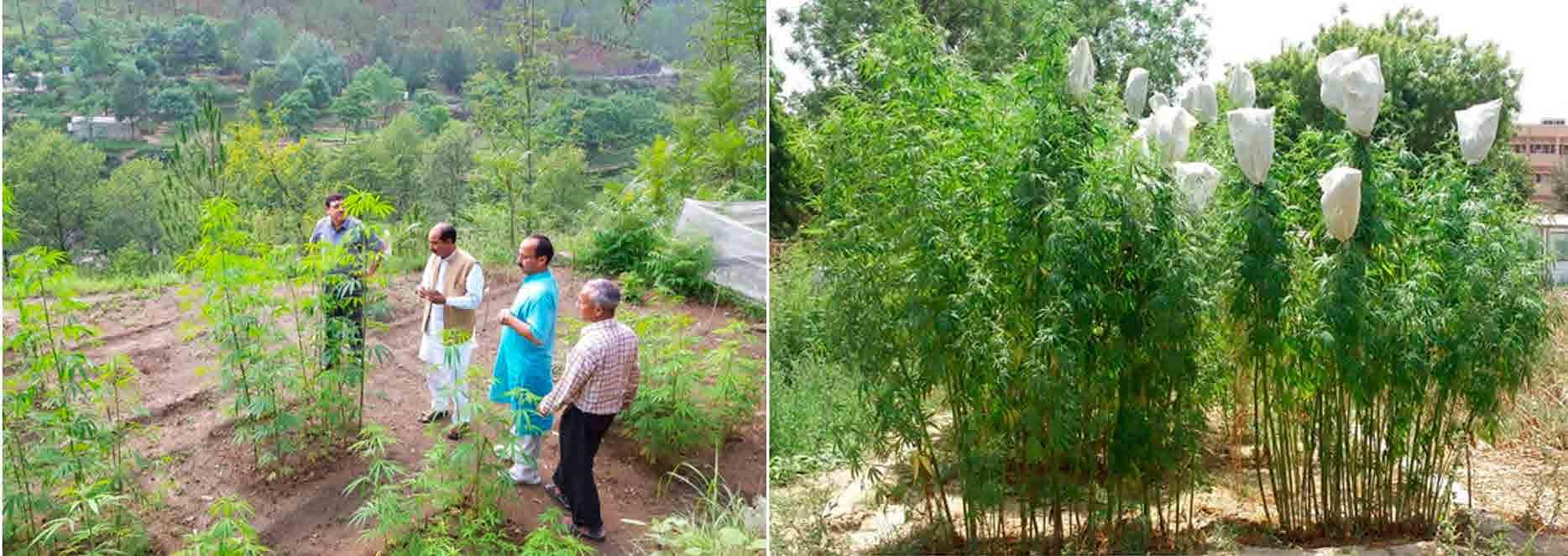 GREEN-LIT India's CBD Wellness Spike | Man's World - lifestyle - Read ...