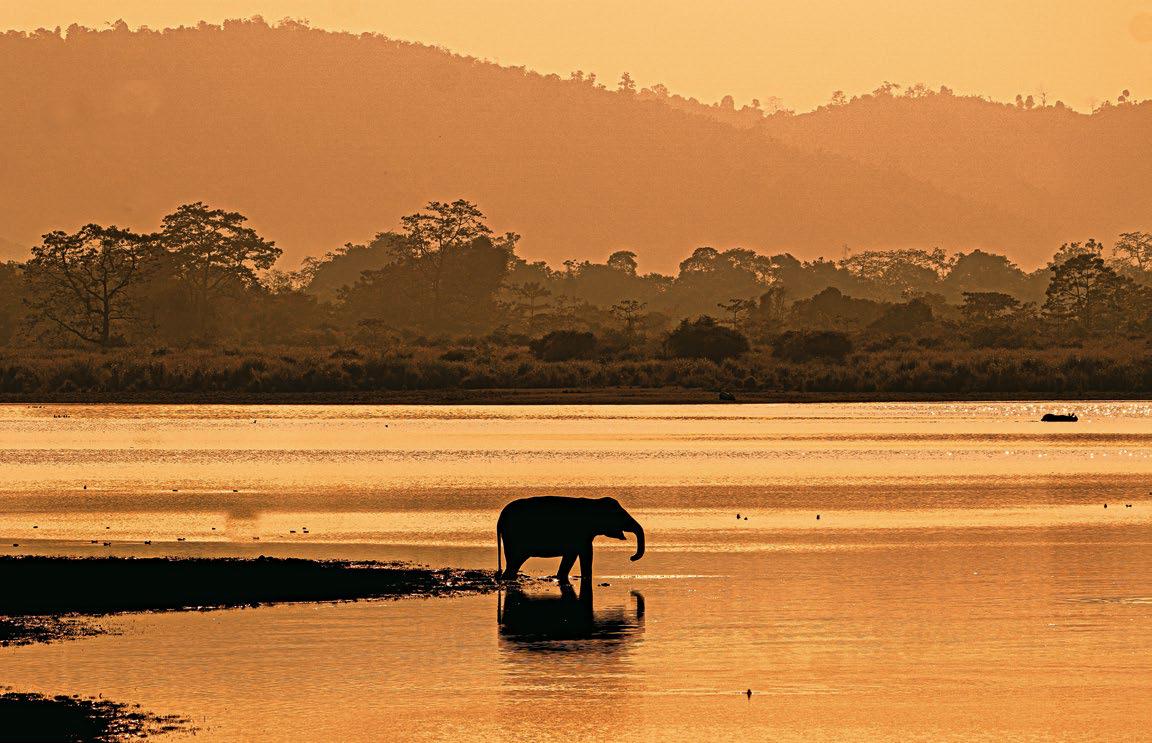 JUNGLE LEGENDS | Outlook Traveller - Travel - Read this story on ...