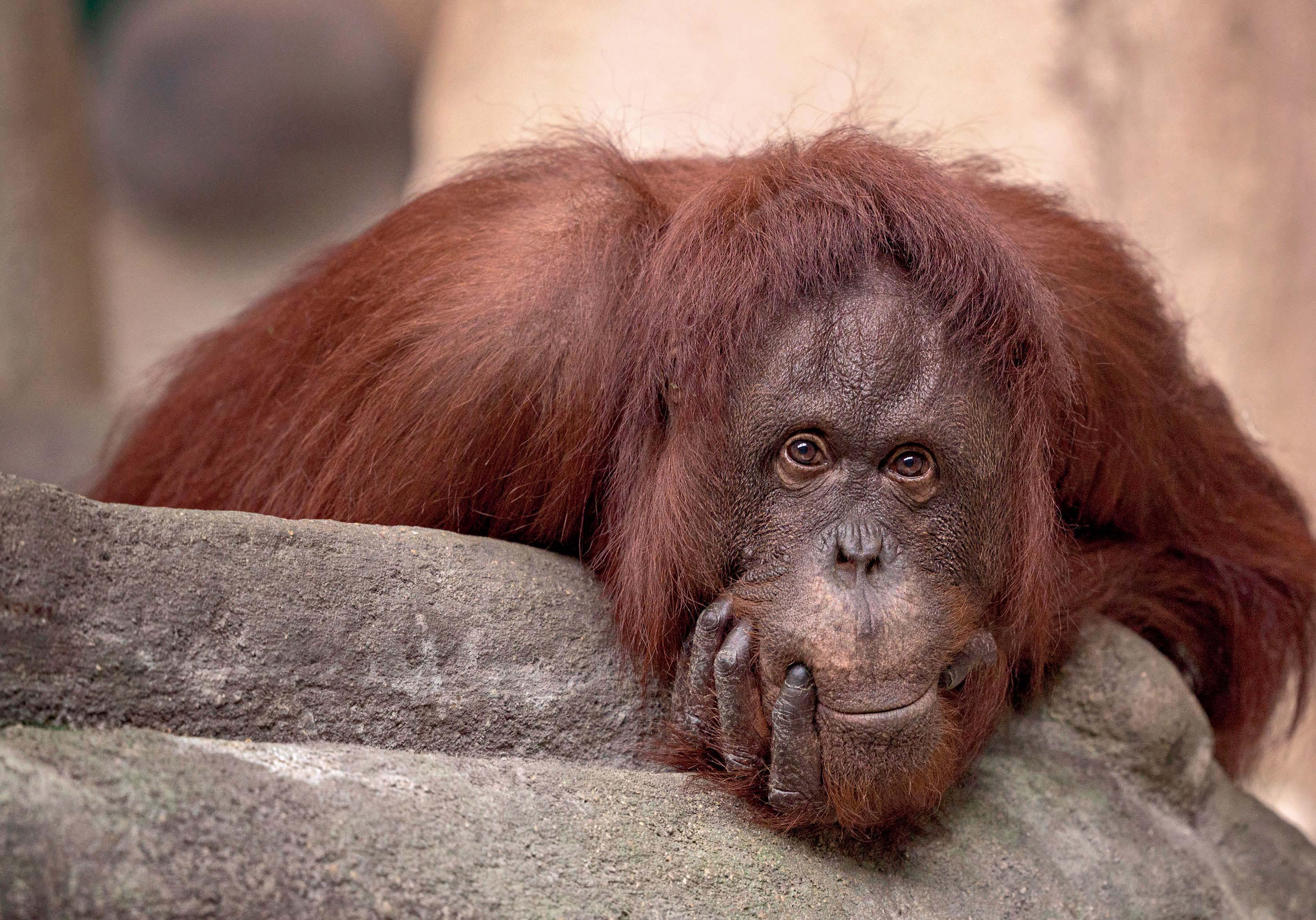 What Do ANIMALS FEEL? | Reader's Digest India - lifestyle - Read this ...